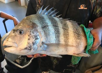 Fishing Reports | Jennette's Pier | Outer Banks, NC