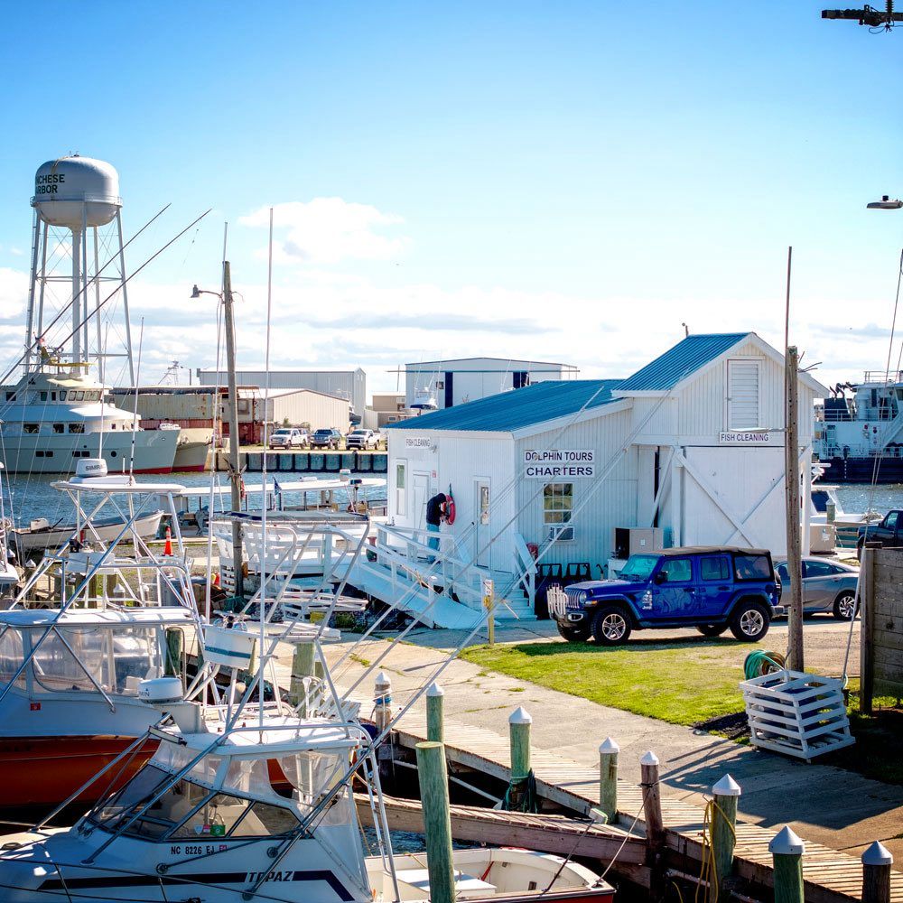 Harbor Star Dolphin Tours | Outer Banks